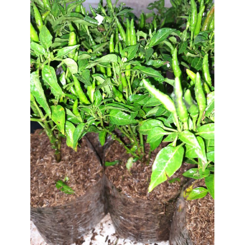 Jual Tanaman cabai rawit ijo | Shopee Indonesia