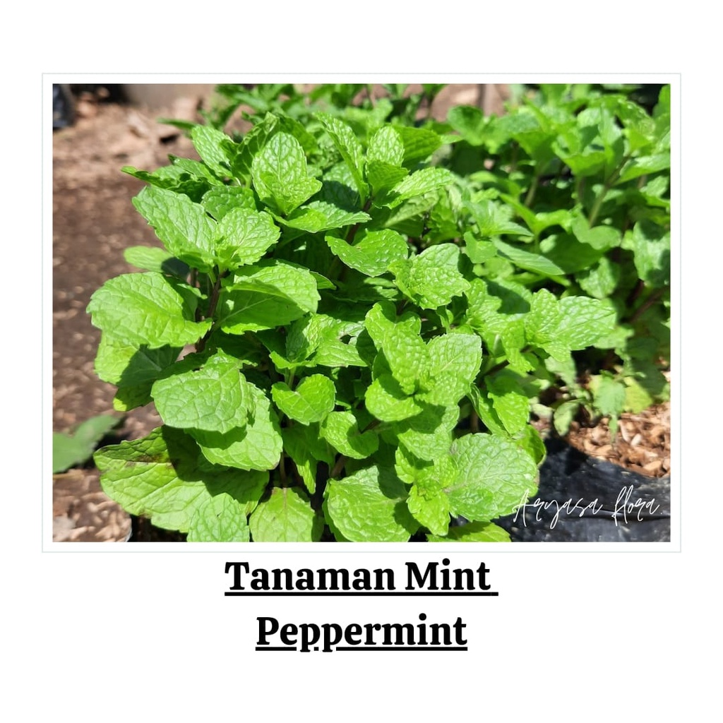 Jual Tanaman Herbal Mint Peppermint /Tanaman Daun Mint/ Tanaman Mint ...