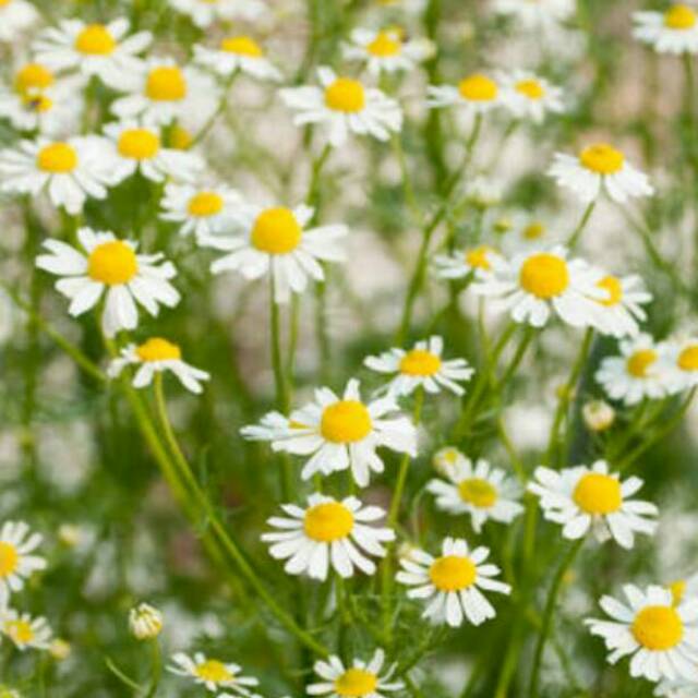 Jual Bibit Bunga Chamomile German Kamomil Jerman Matricaria Chamomilla ...