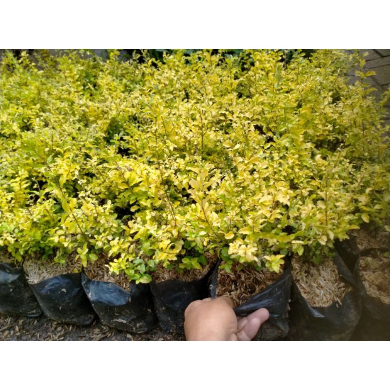 Jual Tanaman Hias Legistrum kuning | Shopee Indonesia