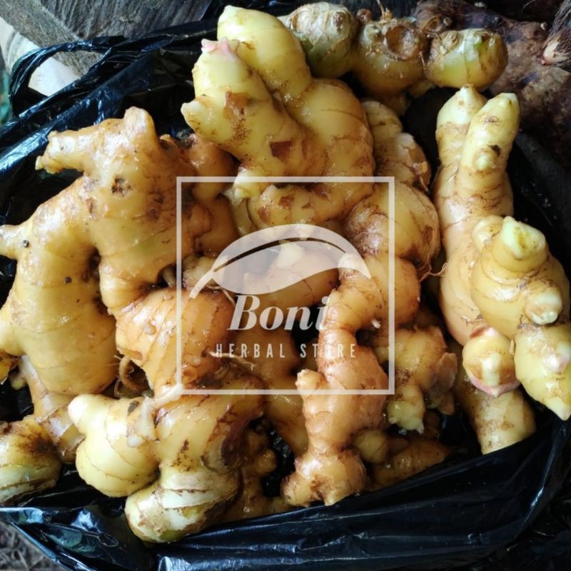 Jual Jahe Putih Jahe Gajah Segar Petik Dadakan 250gram | Shopee Indonesia