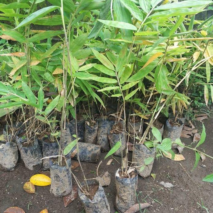 Jual 10 Bibit Bambu Petung Tanaman Hidup | Shopee Indonesia