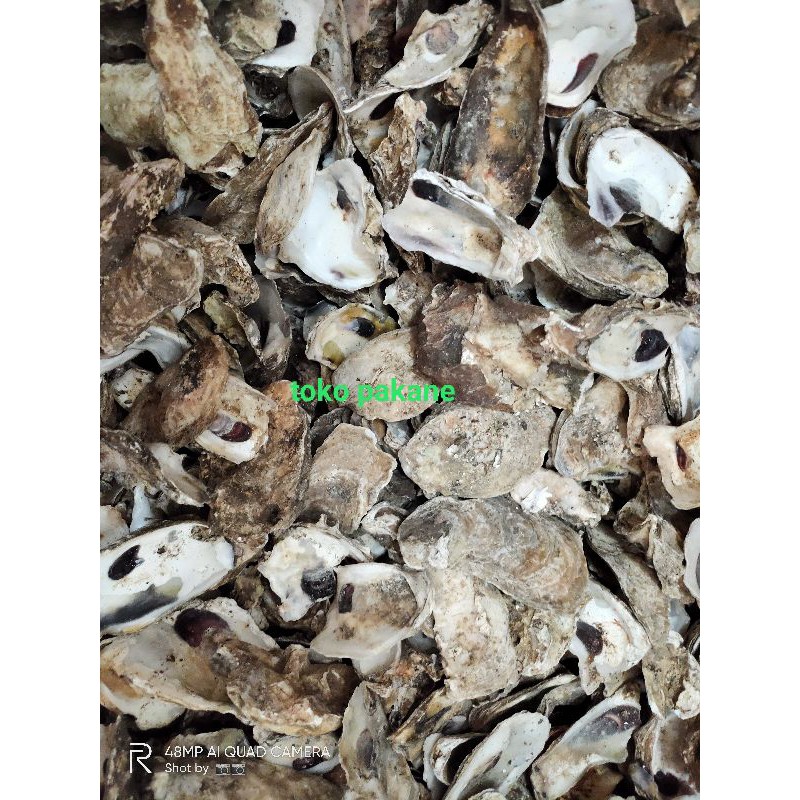 Jual media filter oyster shell (kulit kerang) 1kg | Shopee Indonesia