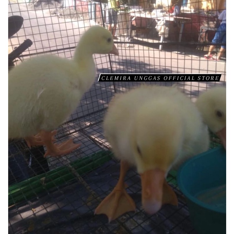 Jual Soang atau Angsa baby | Shopee Indonesia