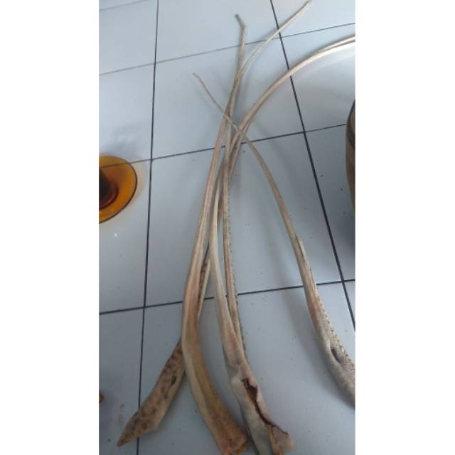 Jual Pecut cemeti ekor pari ikan peh not tulang tanduk taring duyung ...