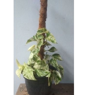 Jual Sirih Marble Rawatan/Marble Photos | Shopee Indonesia