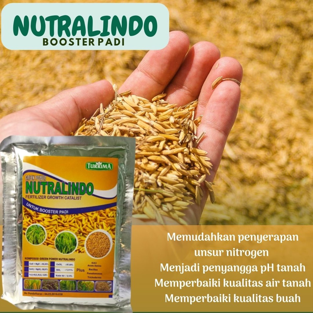 Jual Pupuk padi, pupuk padi umur 60 hari, pupuk padi kuning anti gagal ...