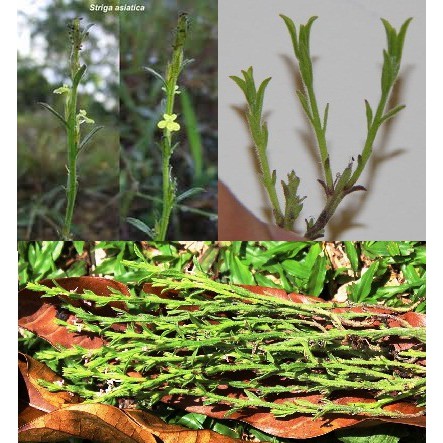 Jual RUMPUT JARUM EMAS UNTUK MASALAH KEWANITAAN | Shopee Indonesia