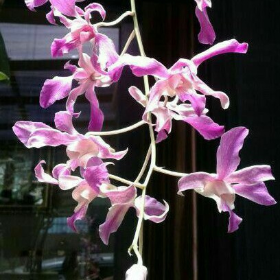Jual Anggrek Dendrobium Superbiens | Shopee Indonesia