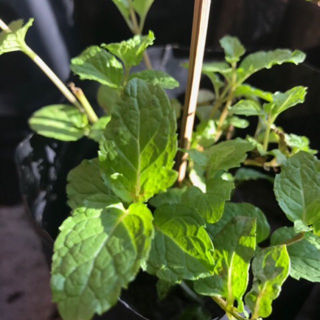 Jual Tanaman Daun Mint / bibit pohon hidup daun mint / peppermint ...