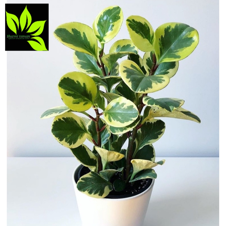 Jual tanaman hias peperomia variegata - tanaman hias peperomia ...