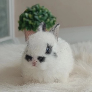 Jual KELINCI NETHERLAND DWARF ND NEDERLAN DWARF NETHERLAND DAF 1 ...