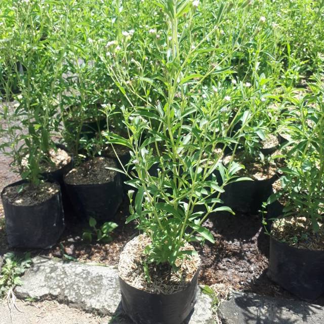 Jual Tanaman Obat Stevia Daun Manis | Shopee Indonesia