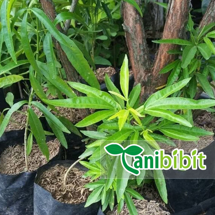 Jual Tanaman Zodia ukuran baby - Bibit Pohon Hias Daun dan Bunga ...