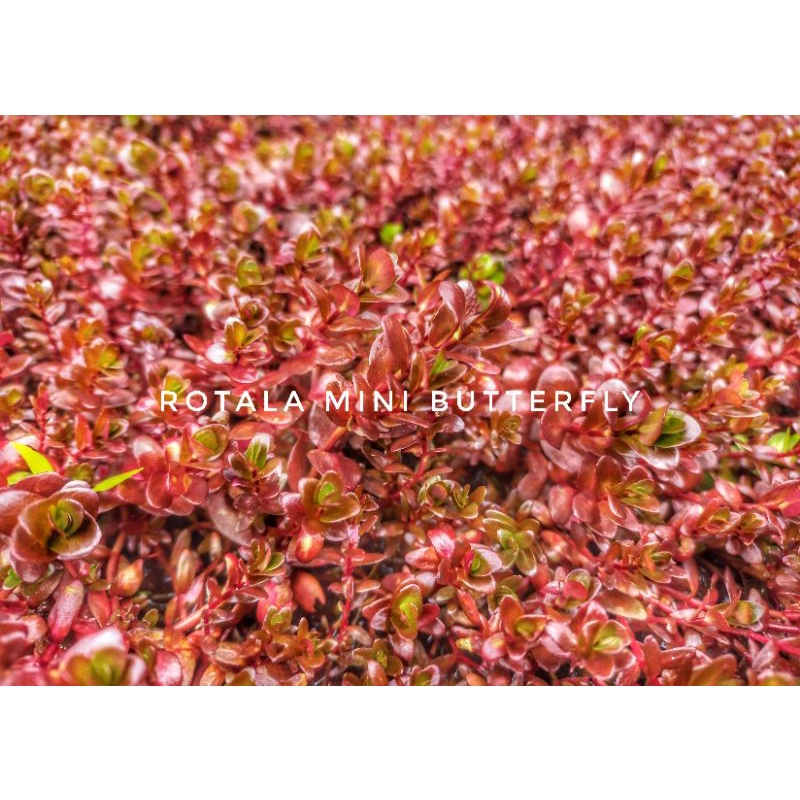 Jual Rotala Mini Butterfly (10 batang) - Tanaman Stem Aquascape ...