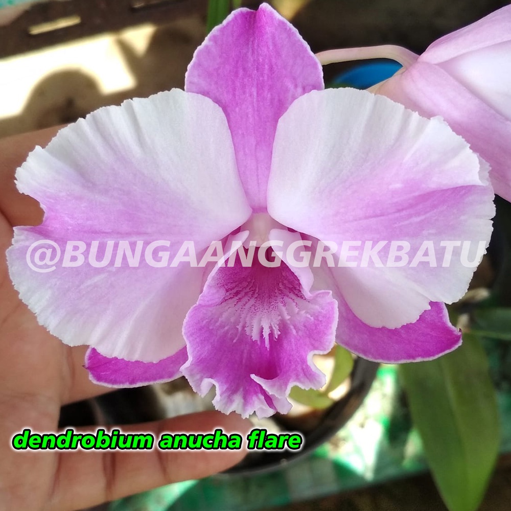 Jual Anggrek Dendrobium Bulat hybrid usia 6-7 bulan Seedling | Shopee ...