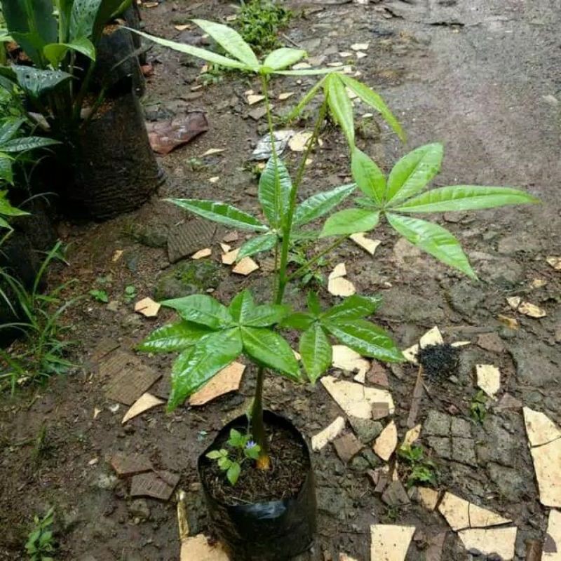 Jual Tanaman keberuntungan pachira aquatic pohon duit money tree ...