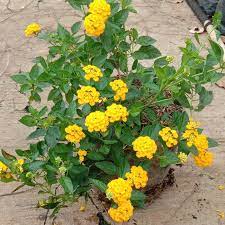 Jual Tanaman Bunga Lantana Kuning ( Lantana horrida)-tanaman hias ...