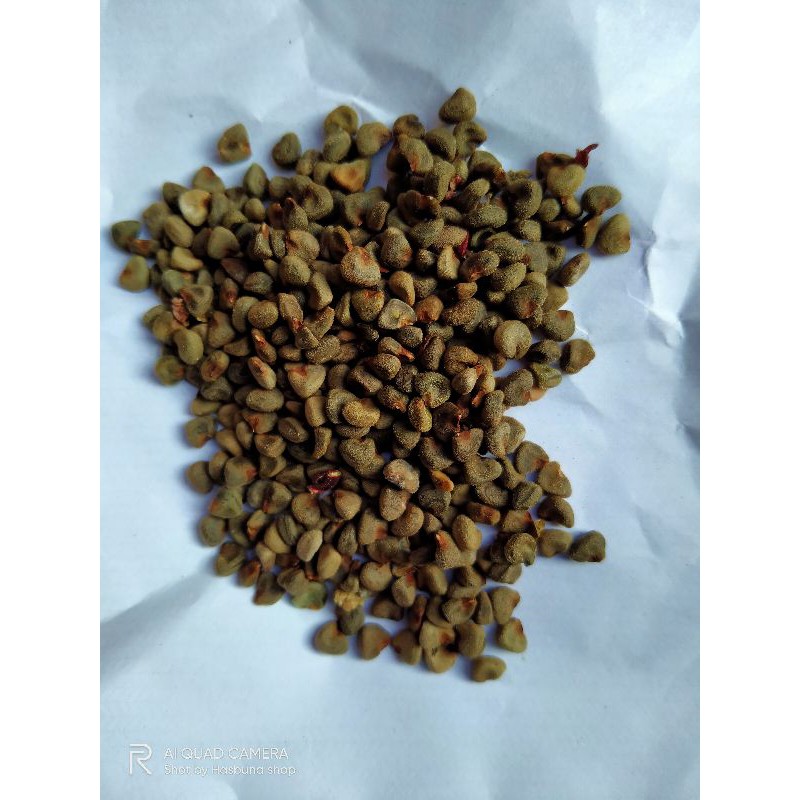 Jual BIJI ROSELLA MERAH (50 grm) | Shopee Indonesia
