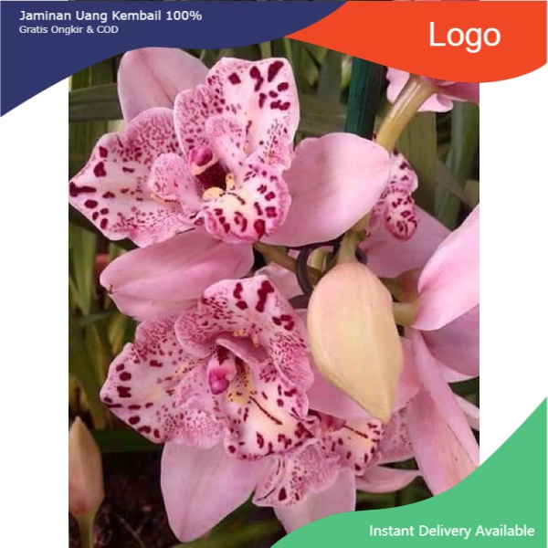 Jual Seedling Anggrek Dendrobium bunga pink princess - Tanaman Hias ...