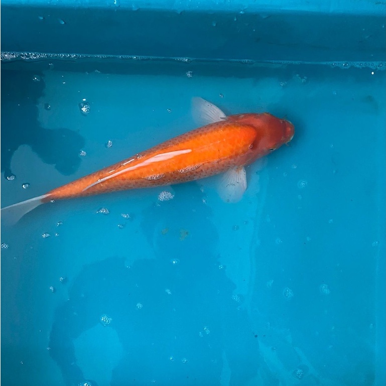 Jual Ikan Koi Benigoi Blitar 26-30cm Grade B (Pilih Acak) | Shopee ...