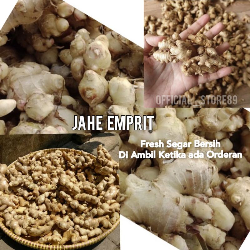 Jual JAHE EMPRIT MASIH FRESH SEGAR 1 KG BANYAK KASIATNYA | Shopee Indonesia
