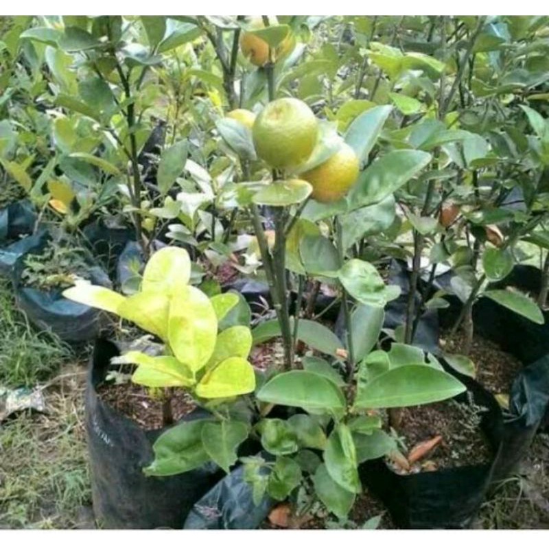 Jual Bibit pohon jeruk intan / Tanaman buah jeruk intan | Shopee Indonesia