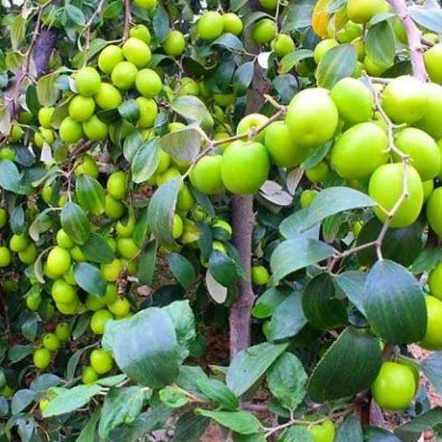 Jual Kedai Benih Bibit Buah Bidara ~ 10 Biji | Shopee Indonesia