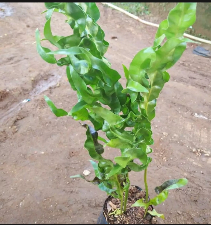 Jual pohon pakis keriting | Shopee Indonesia