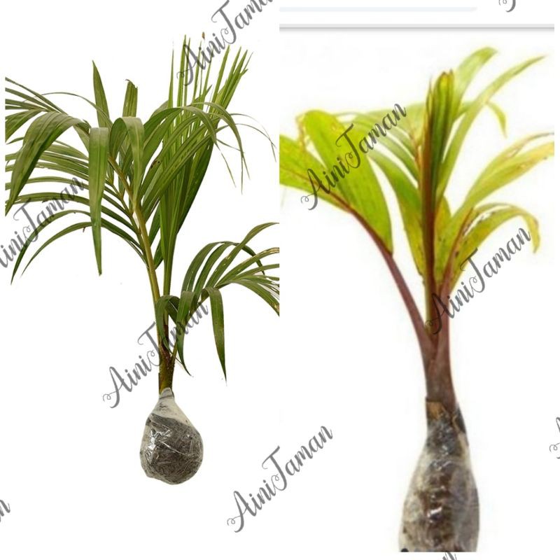 Jual Paket 2 Tanaman Hias Palem / Palm Botol Merah / Palem Kuning ...