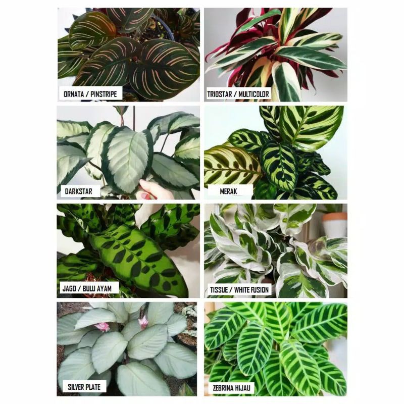 Jual Murah!! Paket 8 Tanaman Hias Jenis Calathea klatea clathea ...