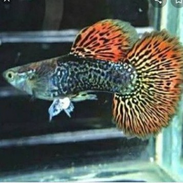 Jual ikan Guppy red dragon pasangan | Shopee Indonesia