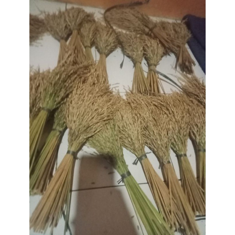 Jual Padi ketan putih gagangan tangkai 50 batang | Shopee Indonesia