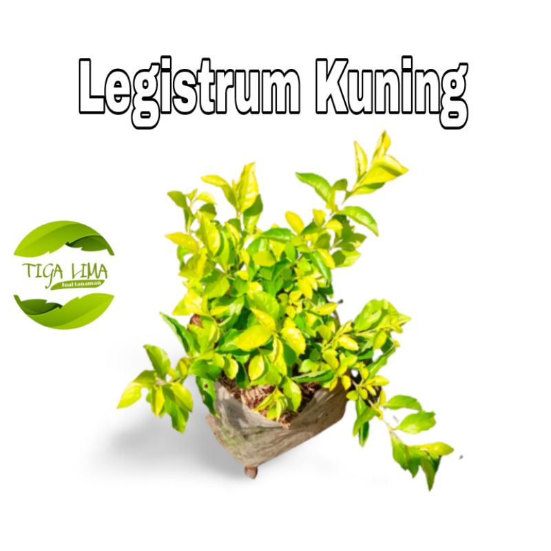 Jual Tanaman Legistrum Kuning/tanaman hias/tanaman pagar | Shopee Indonesia