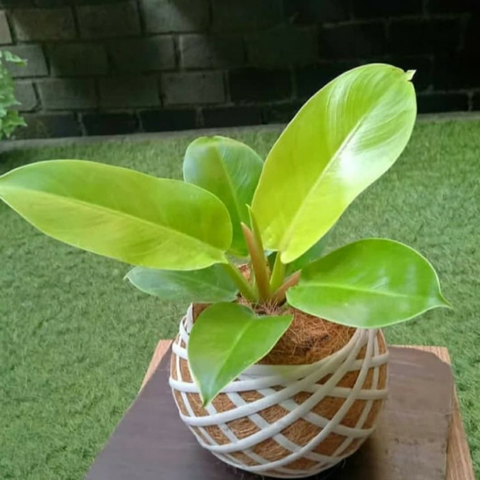 Jual Tanaman hias philo lemon ( Taman Alam ) | Shopee Indonesia