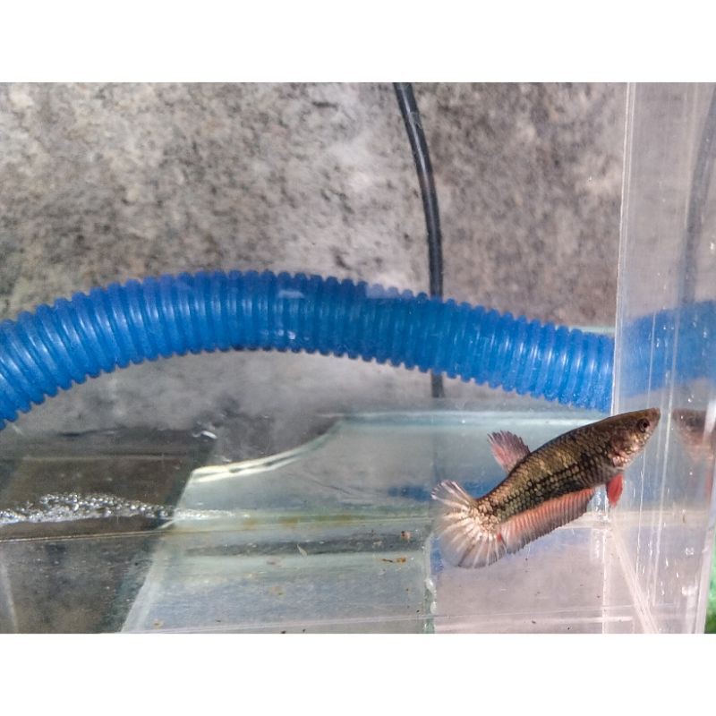 Jual Bahanan Avatar copper gold | Shopee Indonesia