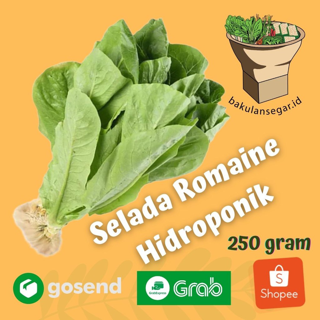 Jual SELADA ROMAINE HIDROPONIK (250 gram) | Shopee Indonesia