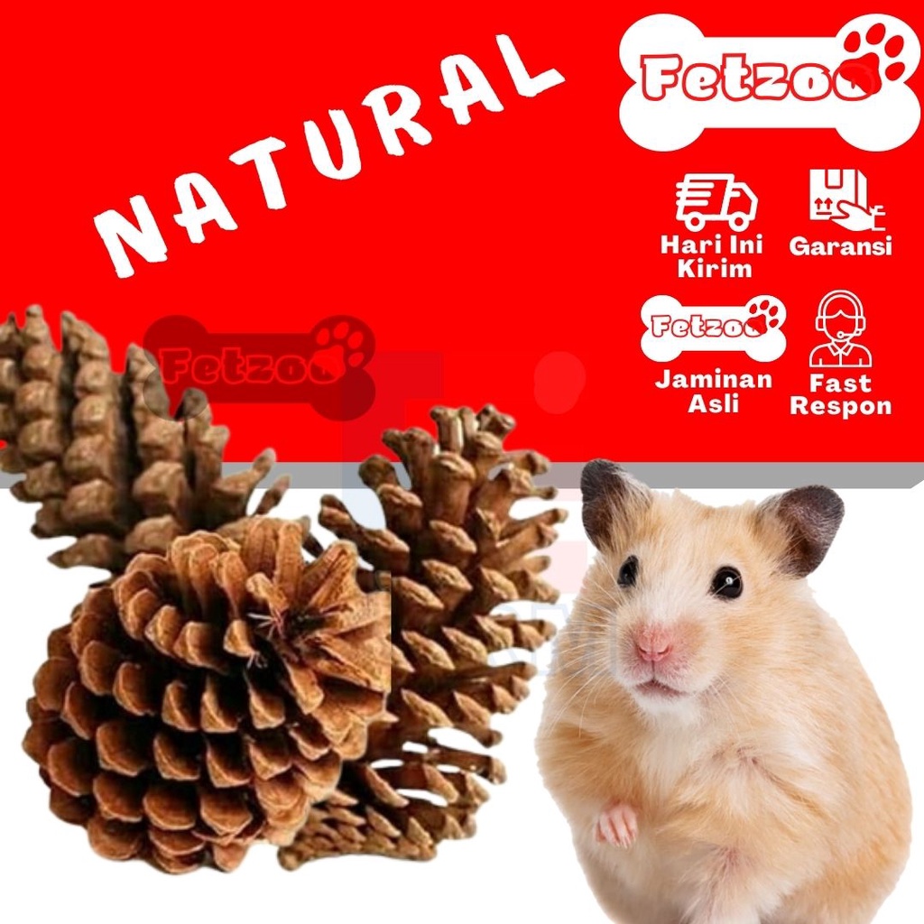 Jual MAINAN GIGIT HAMSTER PINE CONE NATURAL CHEWING FOR HAMSTER MAINAN BIJI PINUS UNTUK ORNAMEN ...