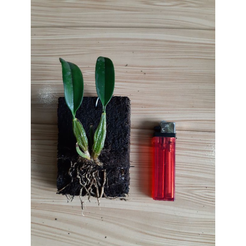 Jual Anggrek Dendrobium Aggregatum Dewasa | Agregatum Rawatan | Shopee ...