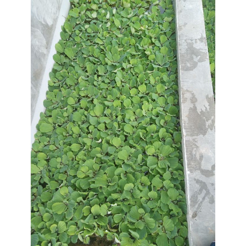 Jual Tanaman air capu-capu (apu-apu) | Shopee Indonesia