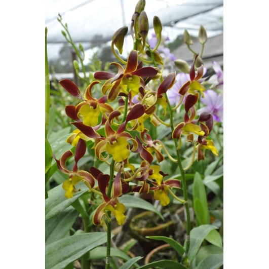 Jual Anggrek Dendrobium Burana Horn | Shopee Indonesia