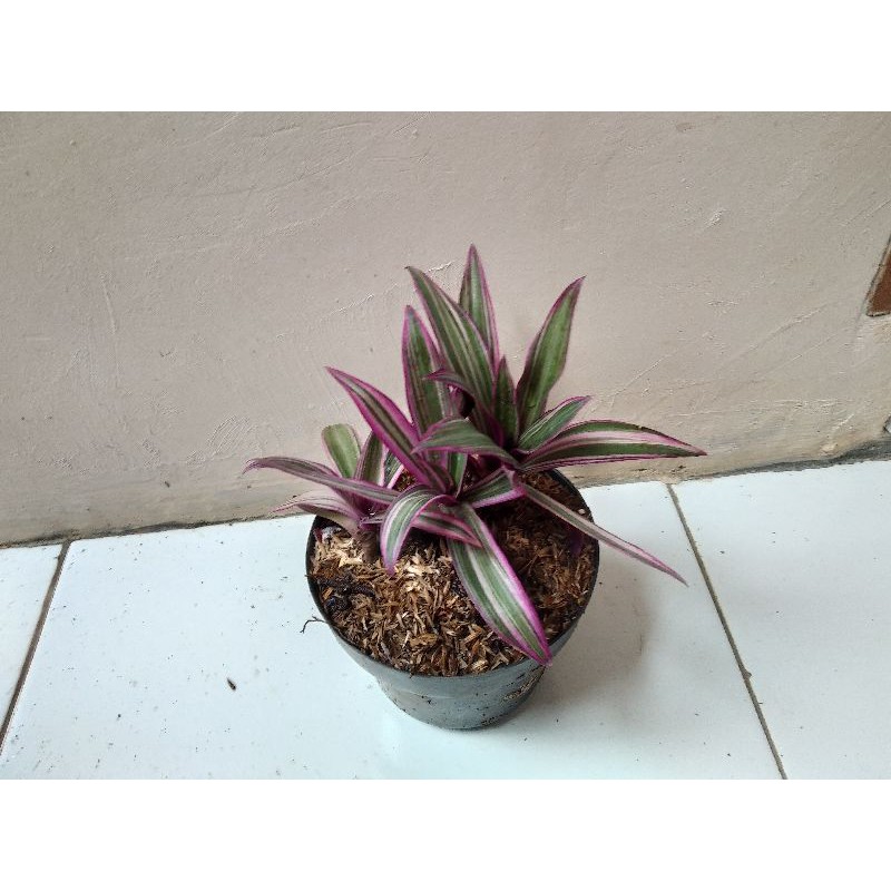 Jual TANAMAN HIAS/BUNGA HIAS/ADAM HAWA/adam hawa variegata/tradescantia ...