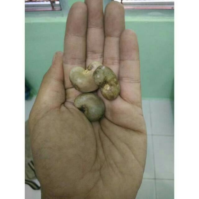 Jual Benih Jambu Mete (Anacardium occidental L) | Shopee Indonesia