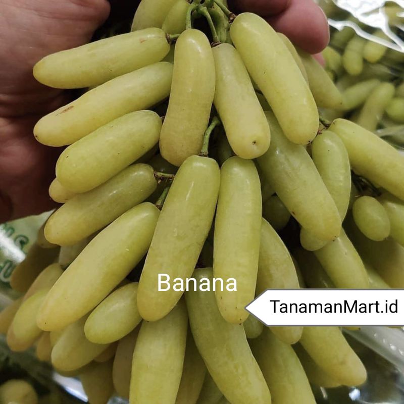 Jual Bibit Anggur Import Banana Hasil Grafting Cepat Berbuah | Shopee ... Jual Bibit Anggur Import Banana Hasil Grafting Cepat Berbuah | Shopee ...