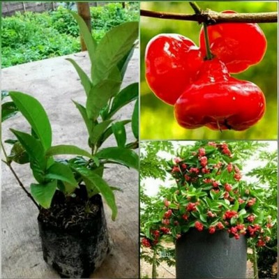 Jual BIBIT BUAH JAMBU AIR KANCING ATAU JAMBU CEPLIK | Shopee Indonesia