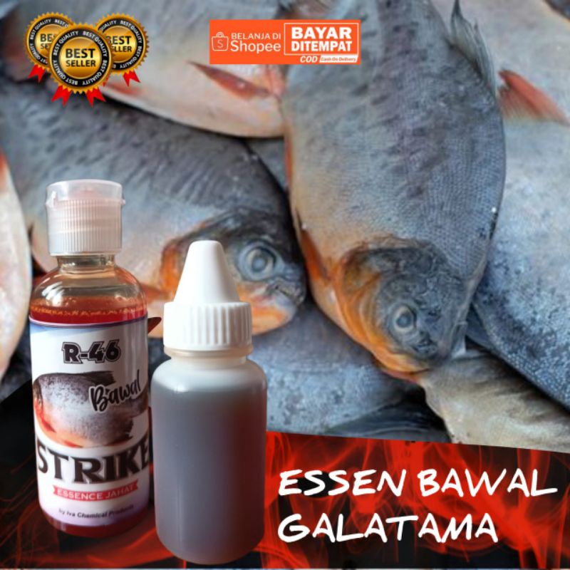 Jual Essen Pancing Ikan Bawal Esen Mancing Umpan Galatama Lomba ...