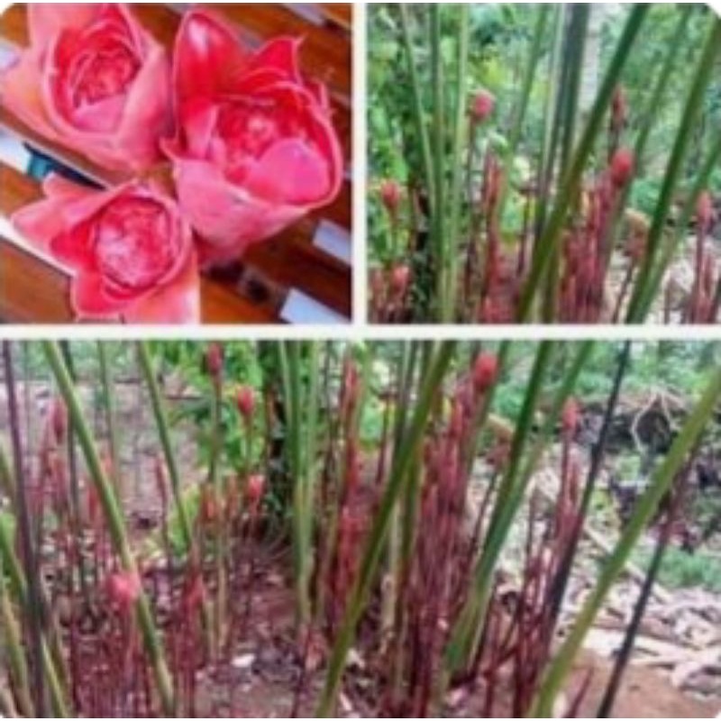 Jual buah honje 1kg | Shopee Indonesia