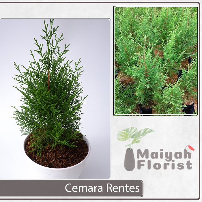 Jual Cemara Rentes - Cemara Wangi - Aroma Khas Cemara - Tanaman Hias ...