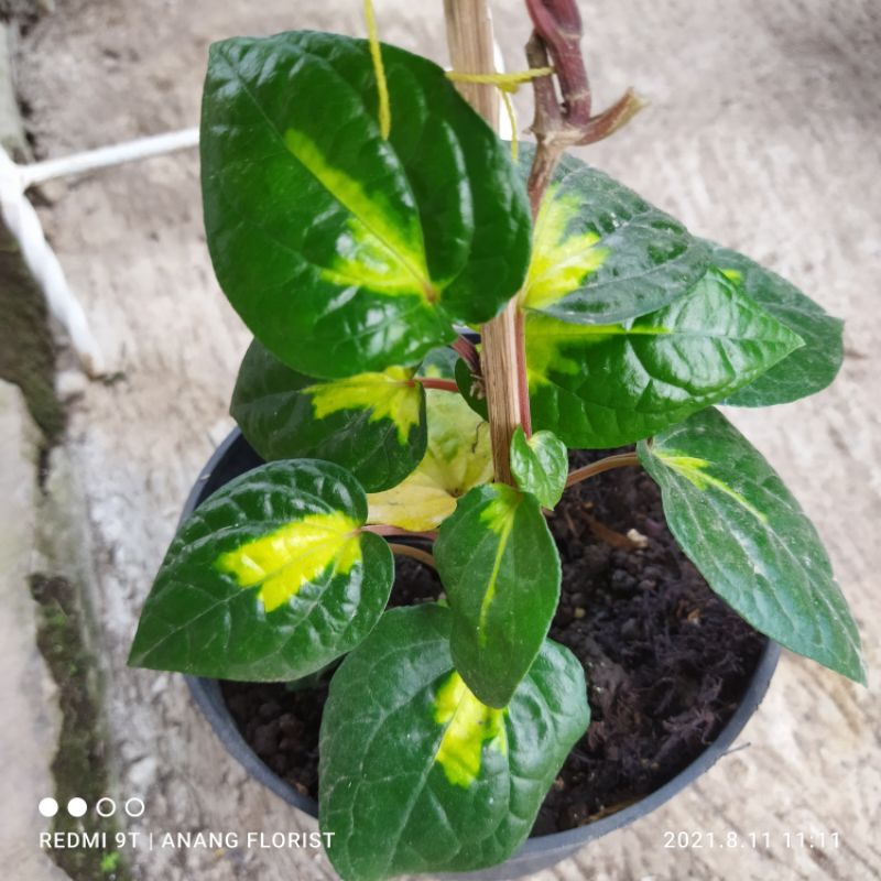 Jual Sirih variegata kuning/sirih golden yellow tanaman hias | Shopee ...