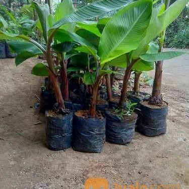 Jual bibit tanaman buah pisang merah-pisang kidang-gedang abang ...